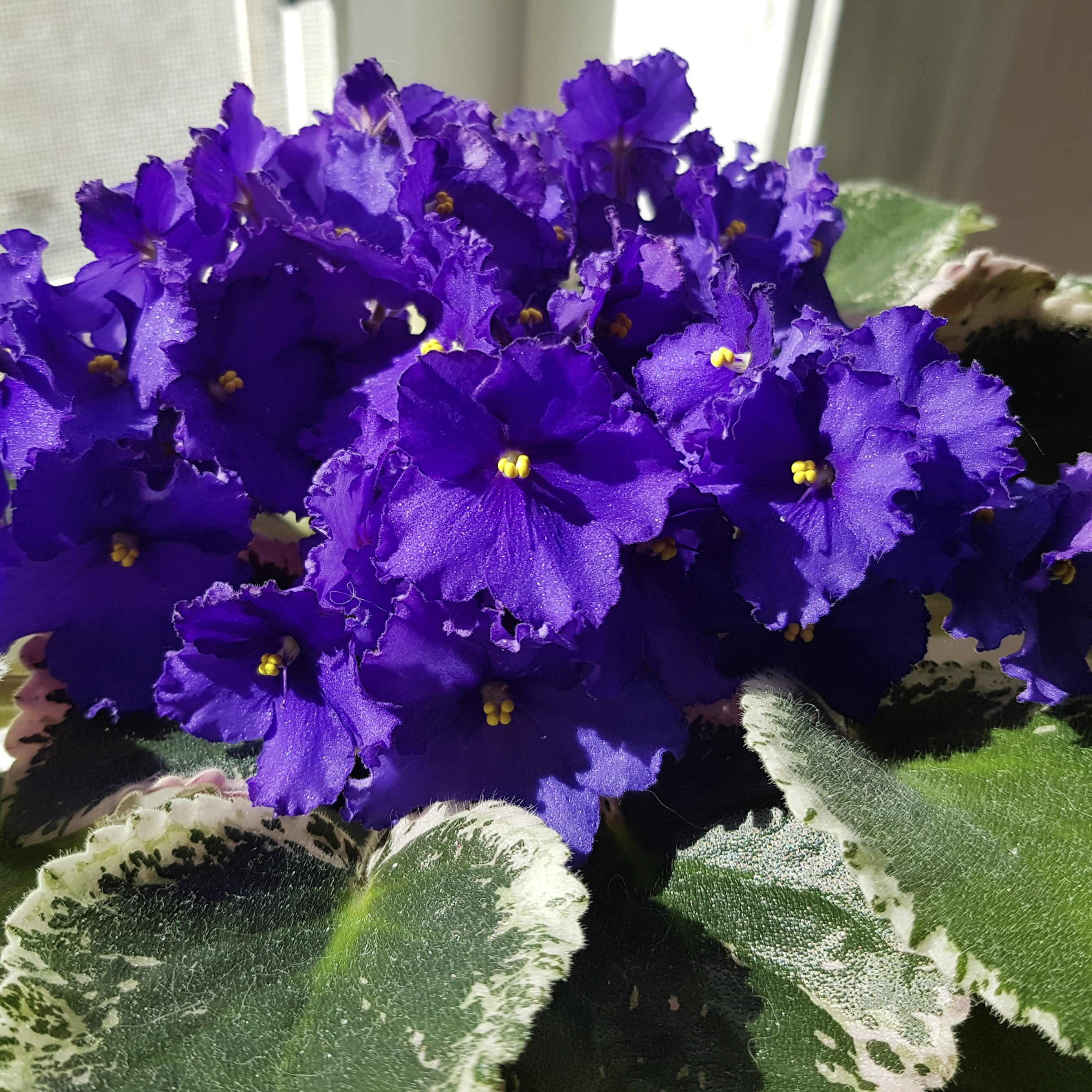 About – Stampede City African Violet Society