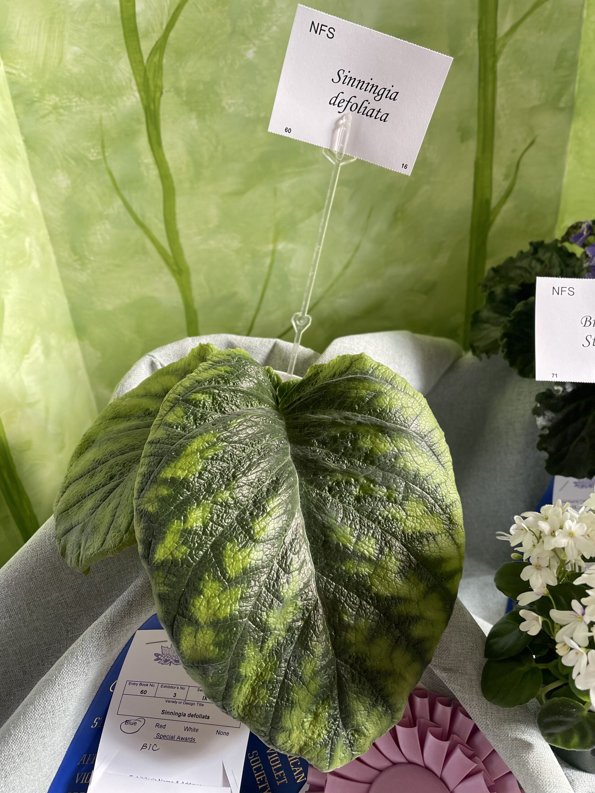 Gallery – Stampede City African Violet Society